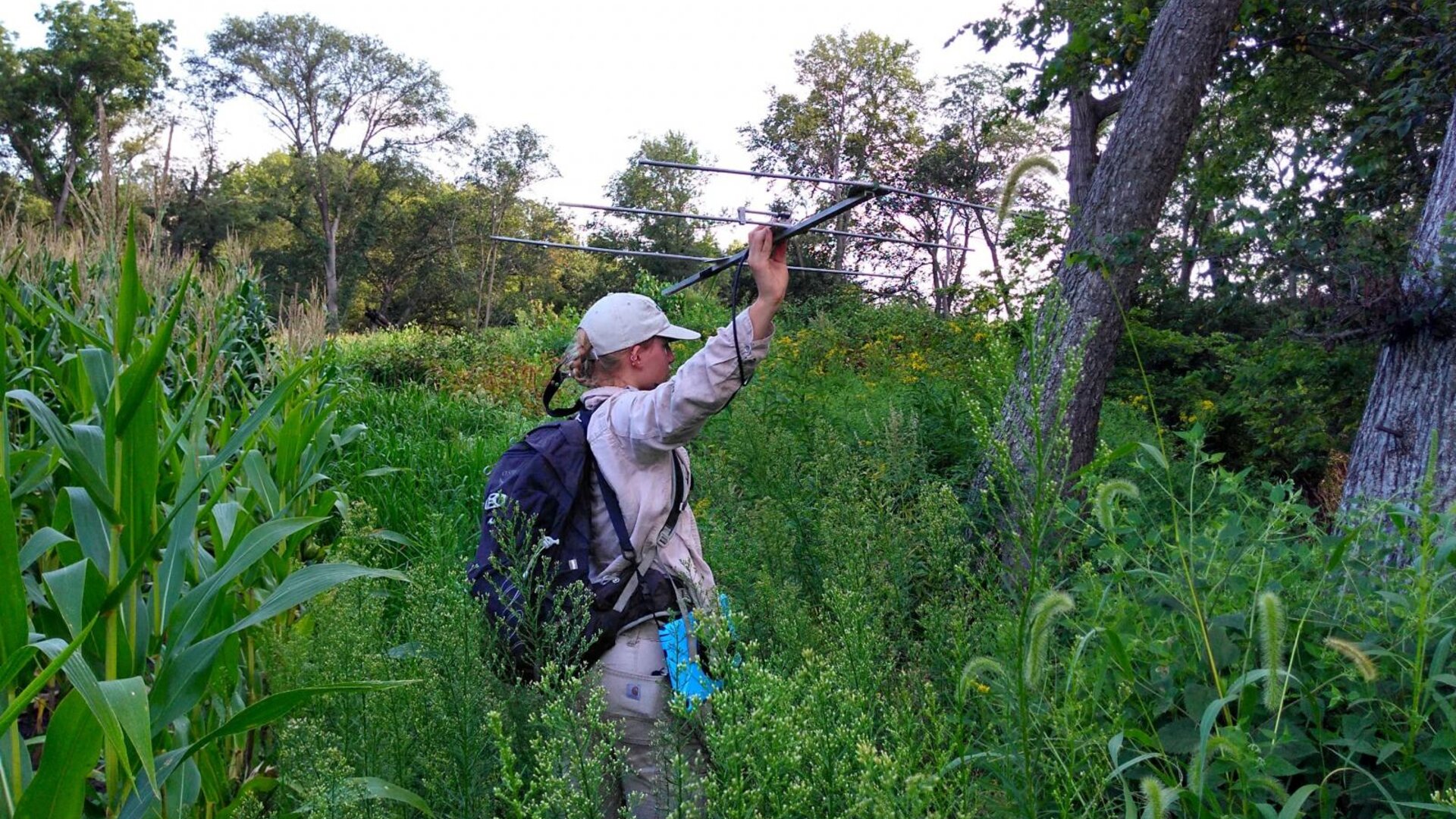 Bats in Agriculture | Center for Resilience in Agricultural Working Landscapes | Nebraska
