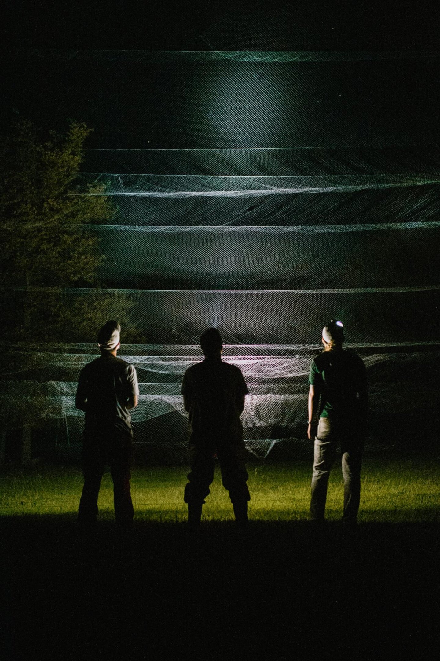 Bats in Agriculture | Center for Resilience in Agricultural Working ...